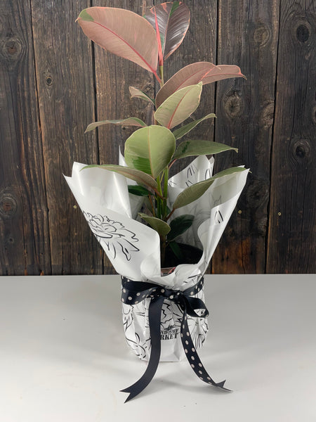 Assorted Potted Ficus Plant Gift Wrap – Hahndorf Market Florist